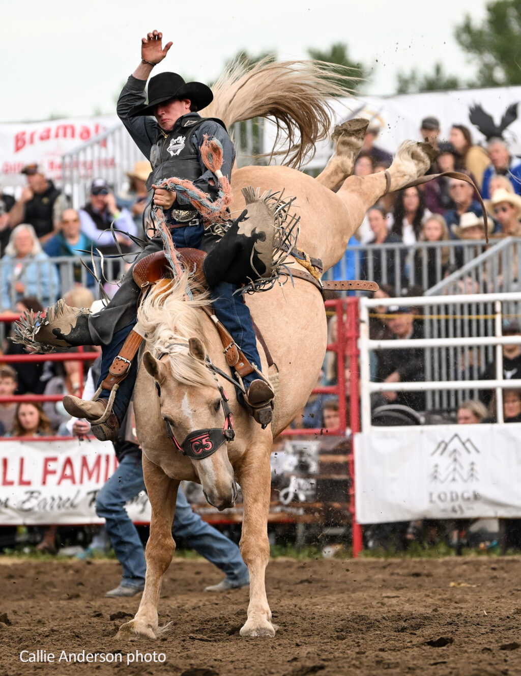 CFR 51 Novice and Jr Steer Riding – Canadian Pro Rodeo Association